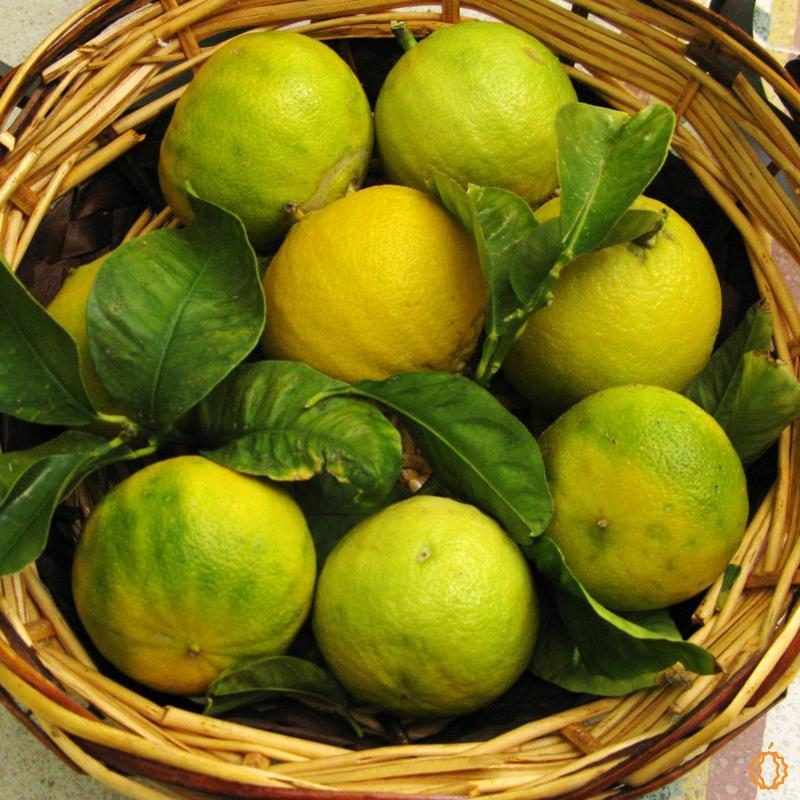 Bergamot Orange Jurassic Fruit