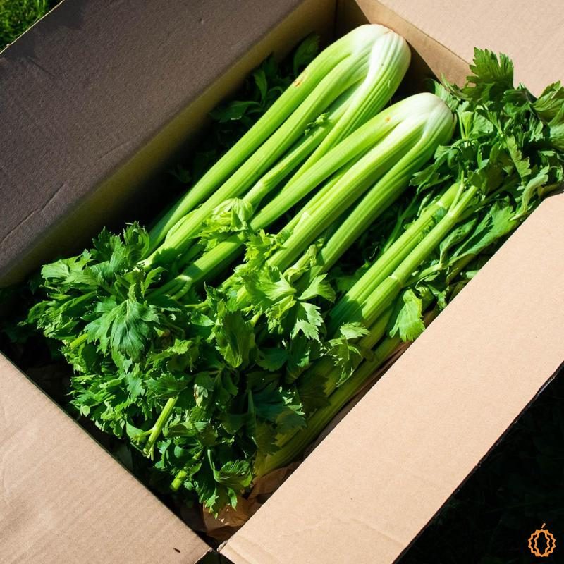 Celery stalk | Jurassic Fruit Celery stalk | Jurassic Fruit